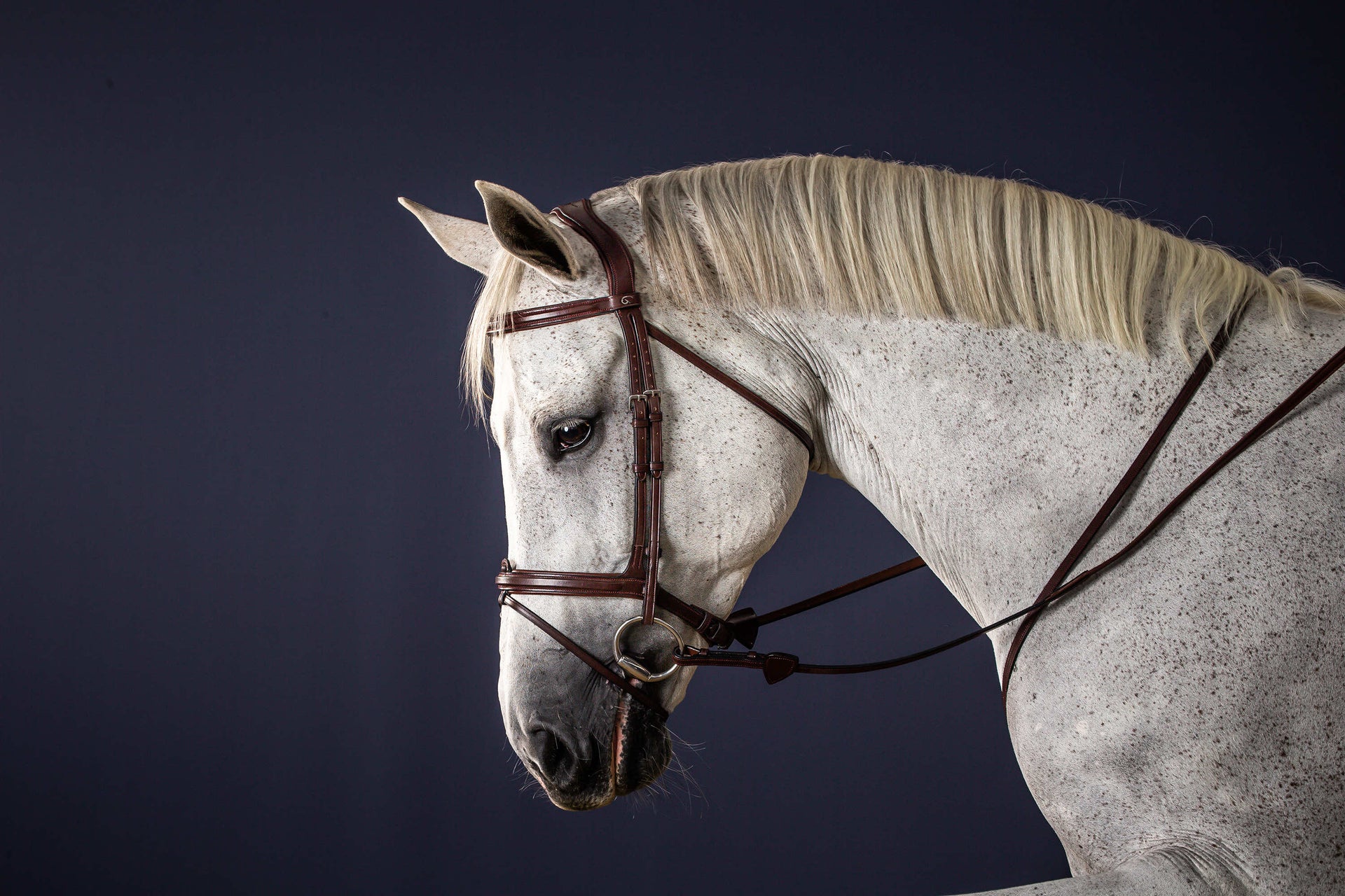 Equijump Ltd - Premium Equestrian Supplies and Equipment